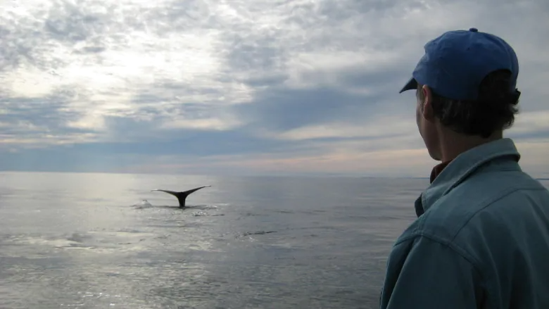 More than just a number: Why endangered North Atlantic right whales are ...